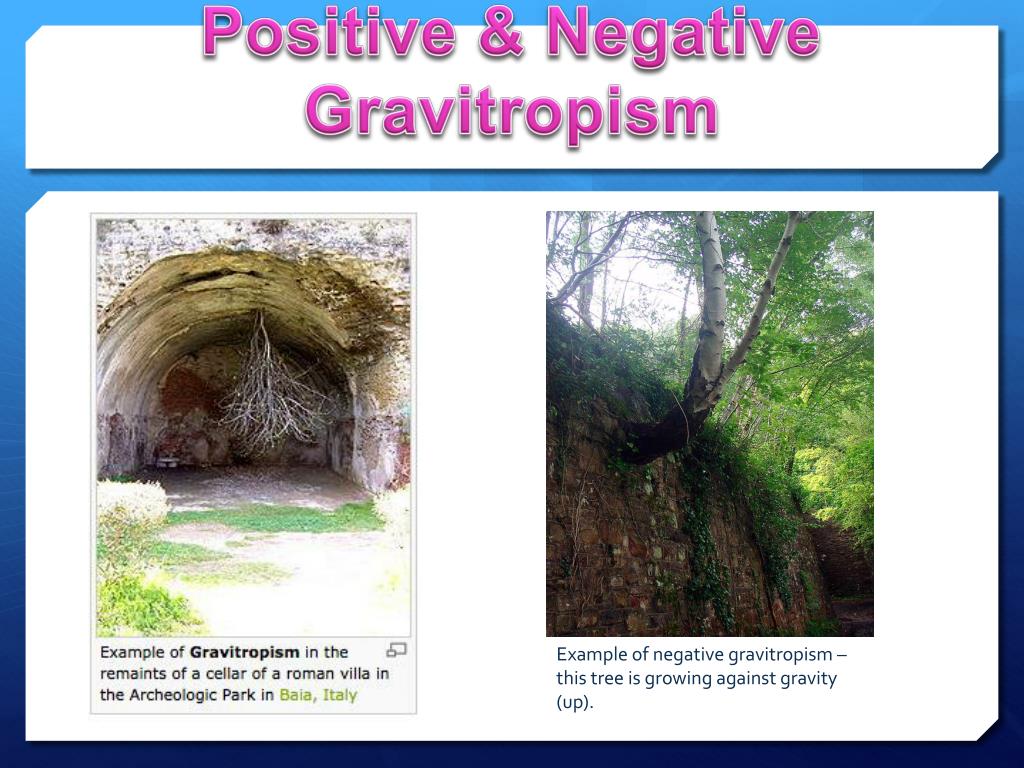 PPT - Homeostasis, Transpiration, Tropisms, & Turgor Pressure ...
