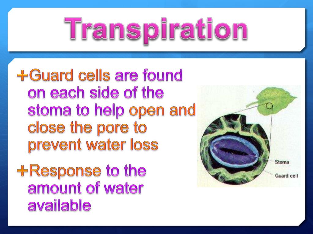 PPT - Homeostasis, Transpiration, Tropisms, & Turgor Pressure ...