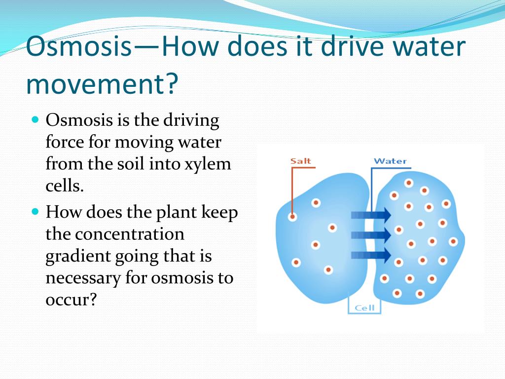 PPT - Plant Transport of Water and Nutrients PowerPoint Presentation ...