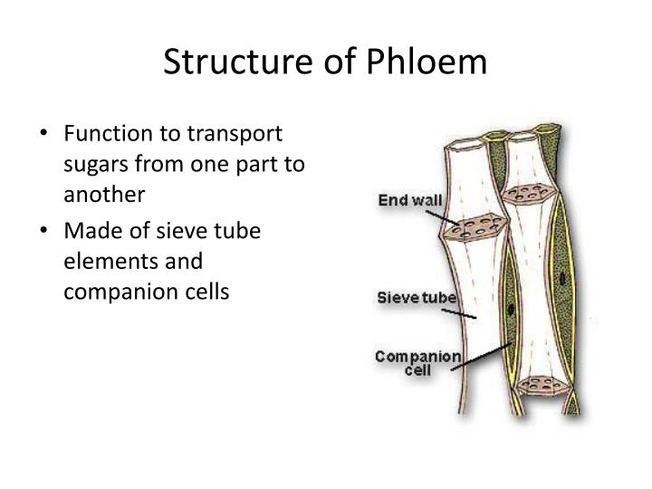 PPT - state the functions of xylem and phloem. PowerPoint Presentation ...