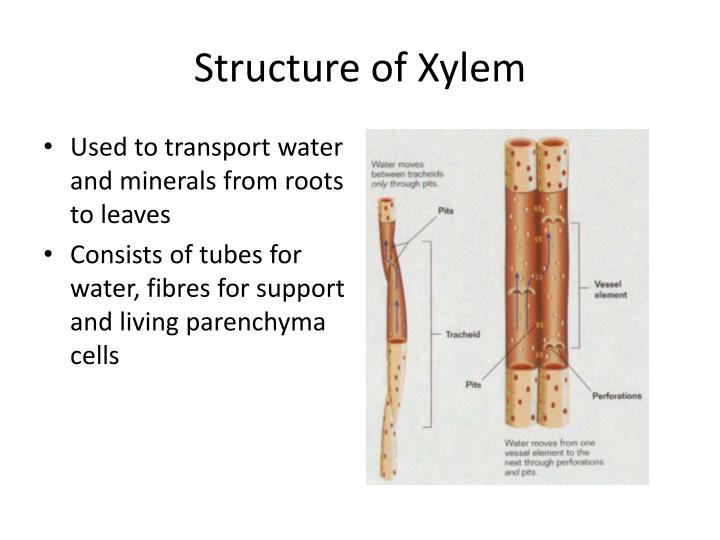 Xylem