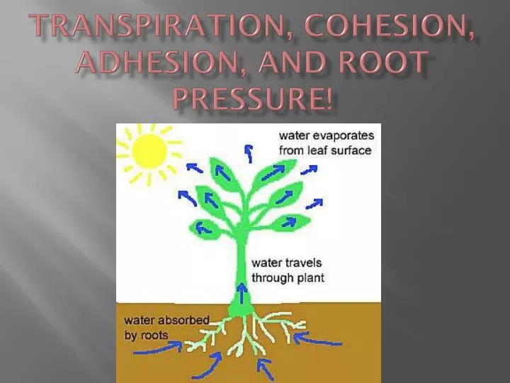 PPT - TranSPIRATION , COHESION, ADHESION, AND ROOT PRESSURE! PowerPoint ...