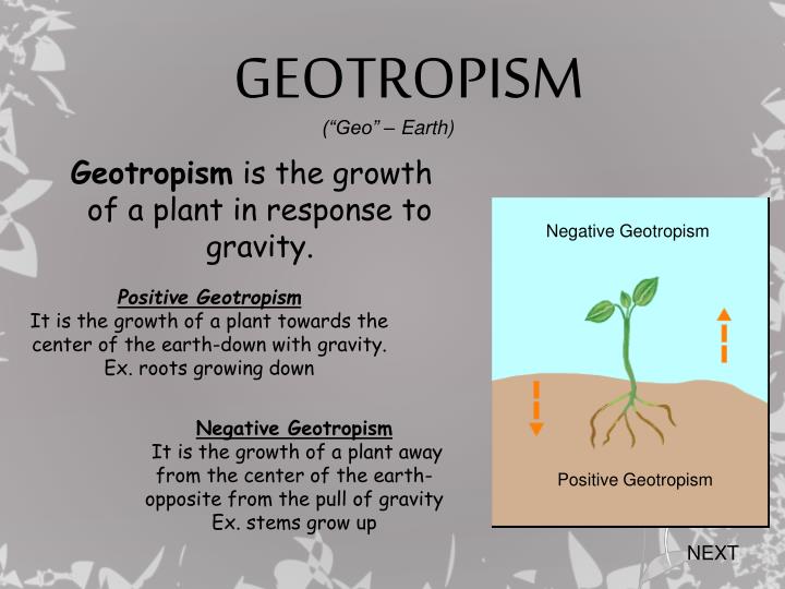 PPT - There are many types of tropisms : Geotropism Phototropism ...