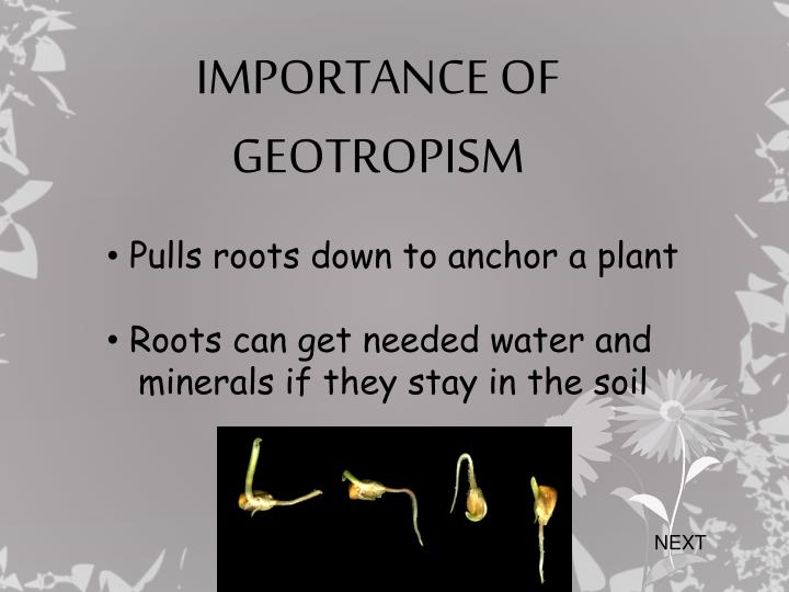 PPT - There are many types of tropisms : Geotropism Phototropism ...