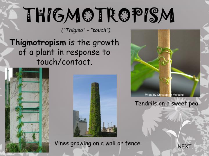 PPT - There are many types of tropisms : Geotropism Phototropism ...