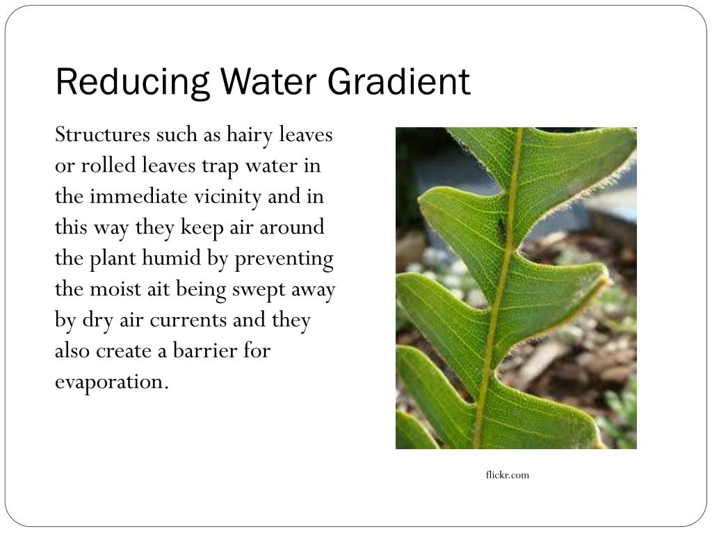 PPT - Maintaining a Balance Topic 21: Water Conservation in Plants ...