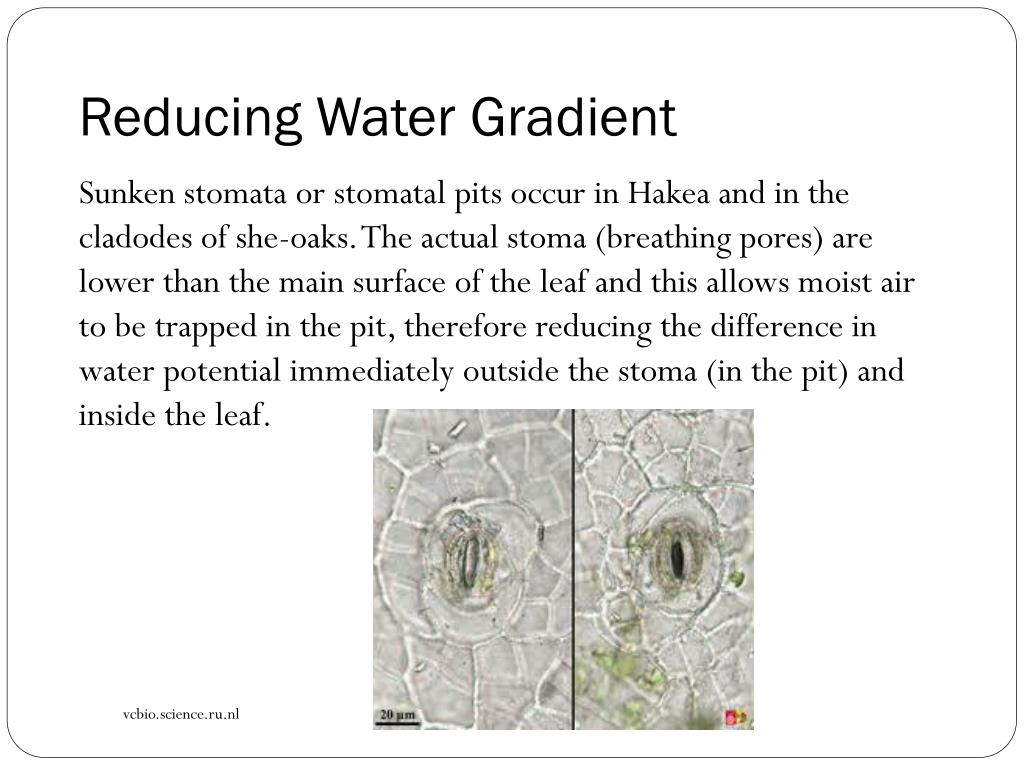 PPT - Maintaining a Balance Topic 21: Water Conservation in Plants ...