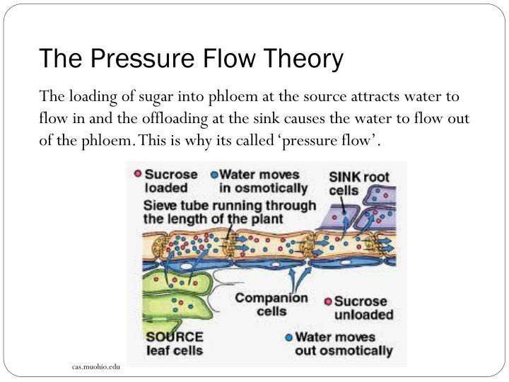 PPT - Maintaining a Balance Topic 14: Transport of Nutrients in Plants ...