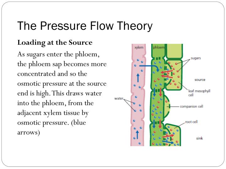 PPT - Maintaining a Balance Topic 14: Transport of Nutrients in Plants ...