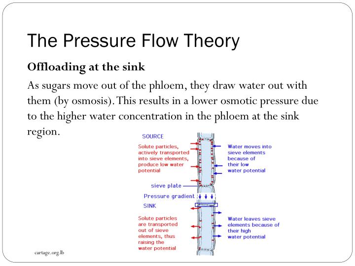 PPT - Maintaining a Balance Topic 14: Transport of Nutrients in Plants ...