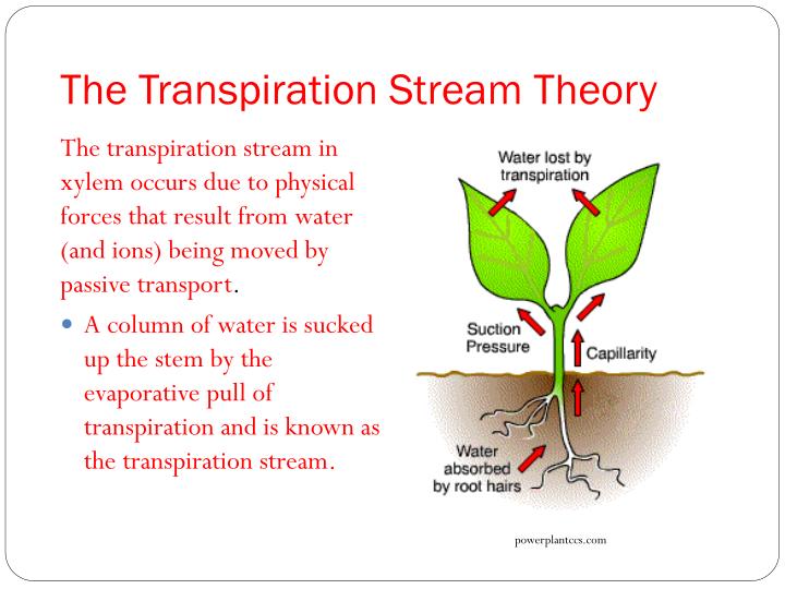 PPT - Maintaining a Balance Topic 14: Transport of Nutrients in Plants ...