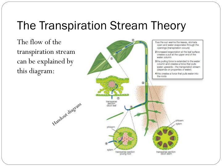 PPT - Maintaining a Balance Topic 14: Transport of Nutrients in Plants ...