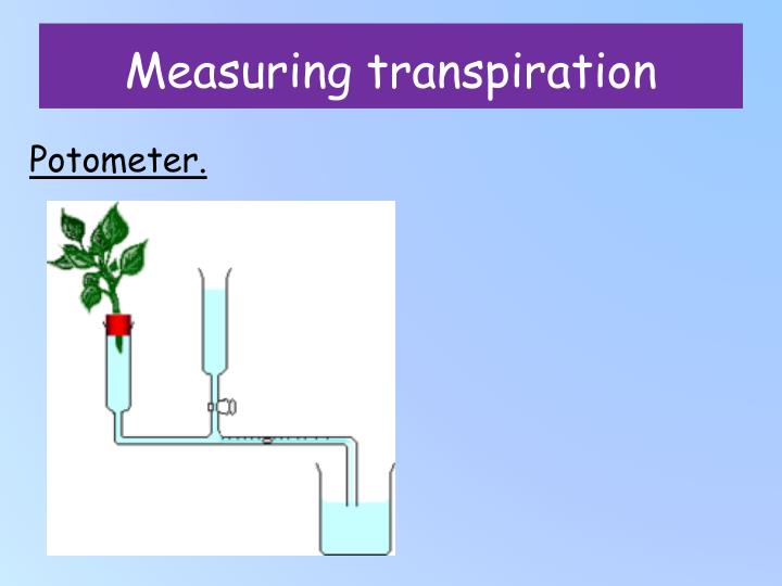 PPT - Transpiration PowerPoint Presentation - ID:2164186