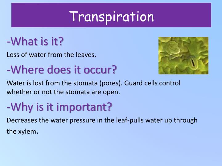 PPT - Transpiration PowerPoint Presentation - ID:2164186