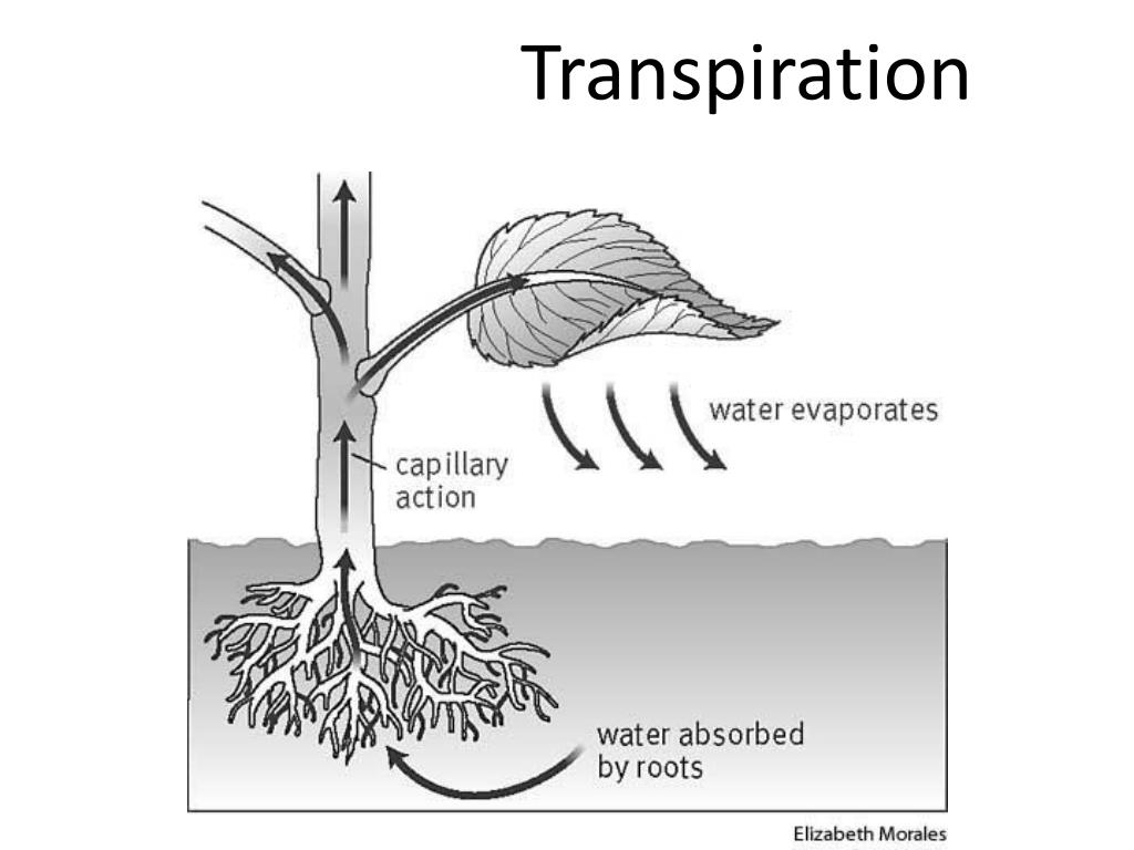 PPT - Water Cycle pg 115 PowerPoint Presentation, free download - ID ...