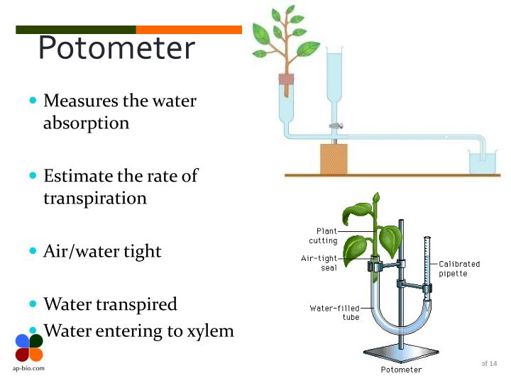 PPT - Xerophytes & Transpiration Factors PowerPoint Presentation - ID ...