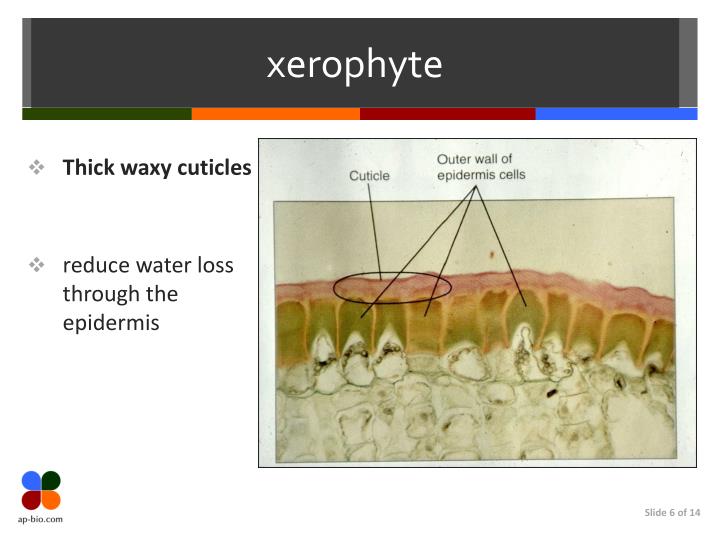 Xerophytes Ppt