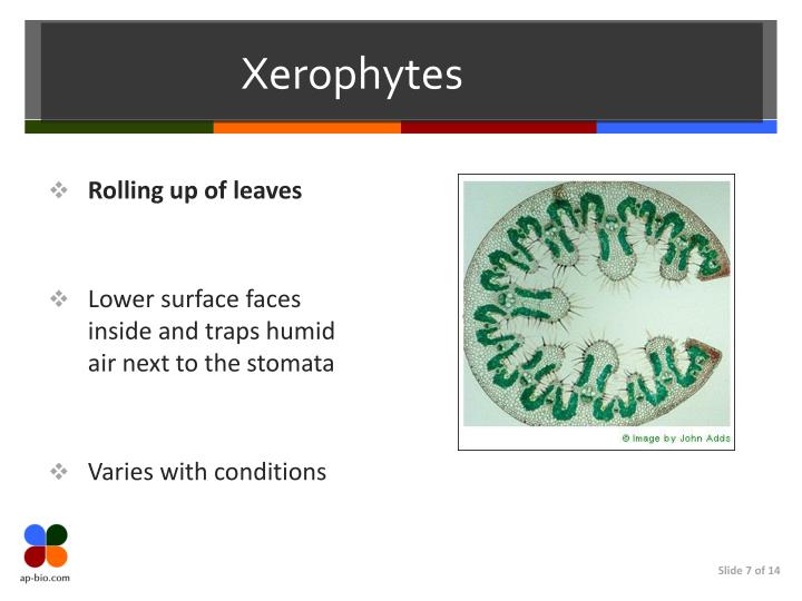 PPT - Xerophytes & Transpiration Factors PowerPoint Presentation - ID ...
