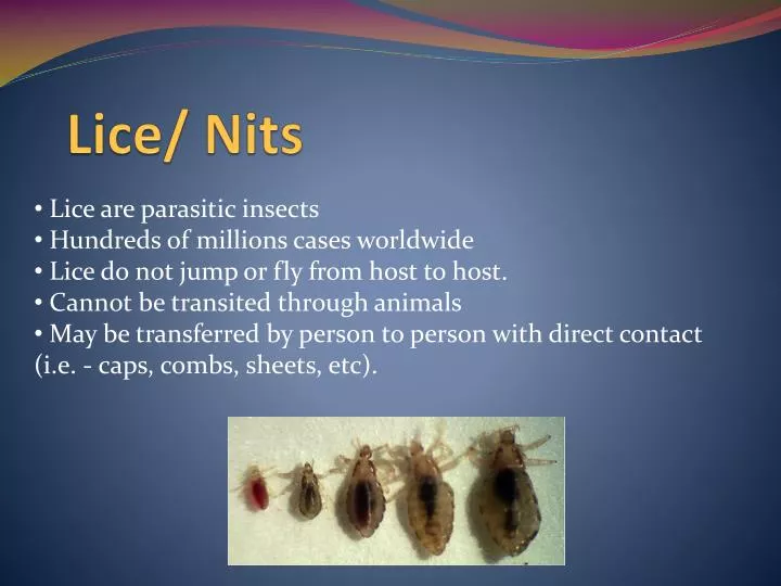 PPT - Lice/ Nits PowerPoint Presentation, free download - ID:2164855