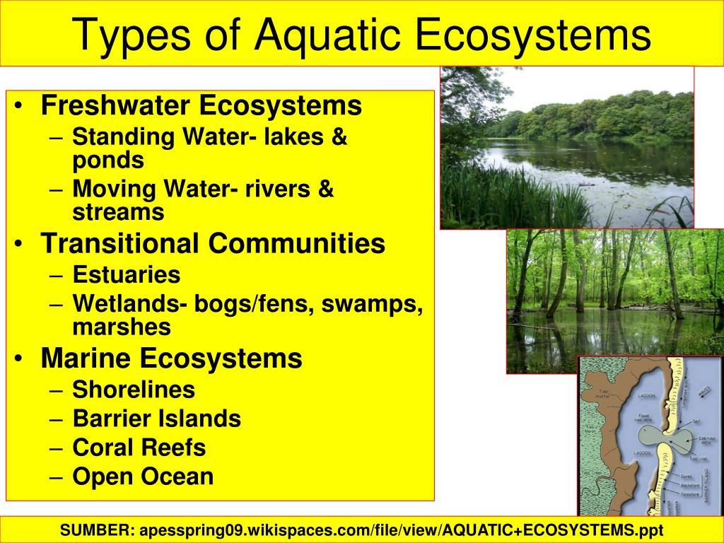 Aquatic Ecosystems Aquatic Ecosystems Ppt - Bank2home.com Aquatic Ecosystems Aquatic Ecosystems Ppt - Bank2home.com