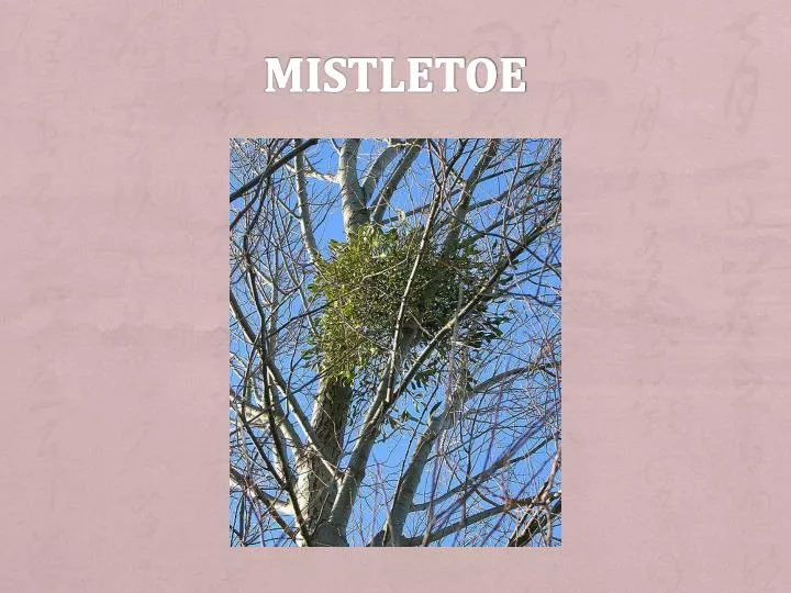 PPT - MISTLETOE PowerPoint Presentation, free download - ID:2164948