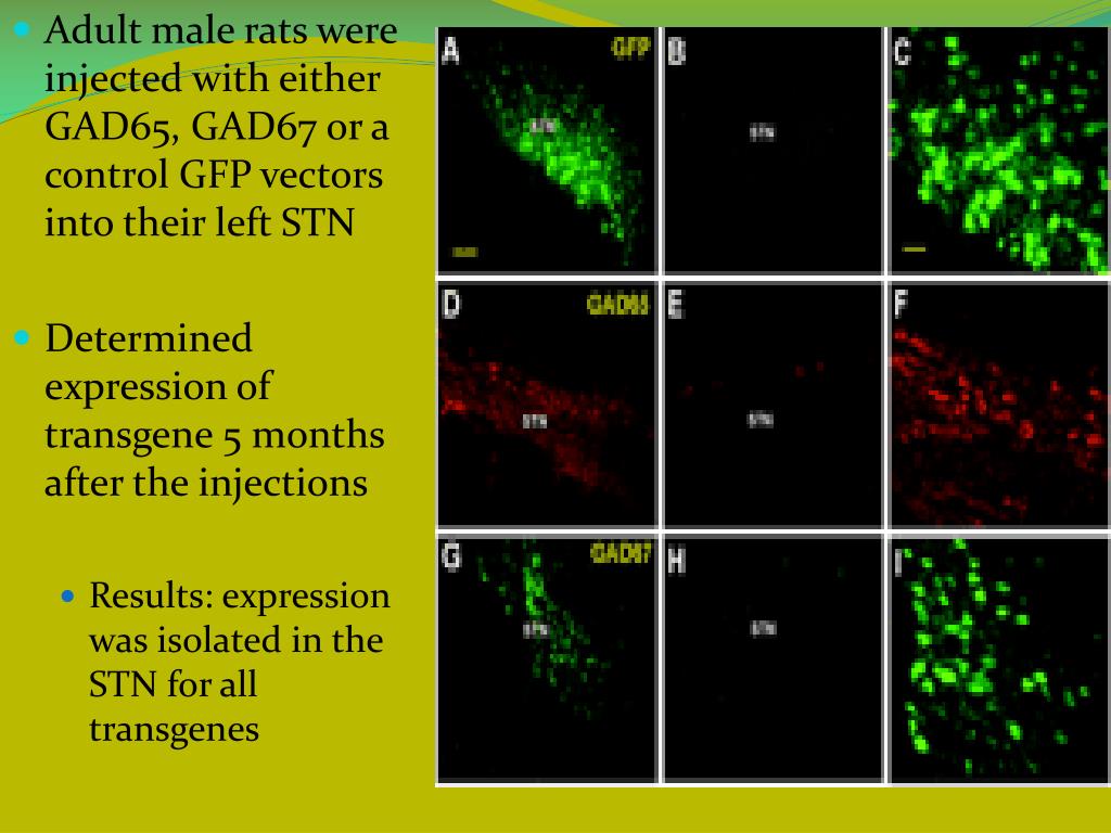 PPT - Subthalamic GAD Gene Therapy in a Parkinson’s Disease Rat Model ...