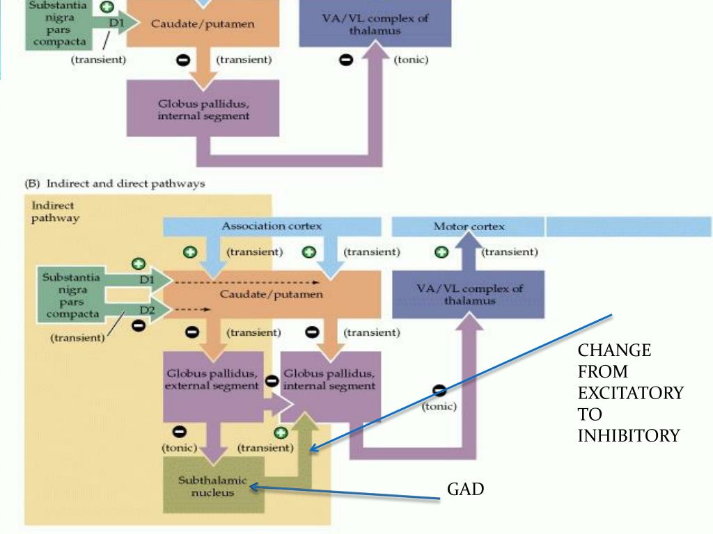 PPT - Subthalamic GAD Gene Therapy in a Parkinson’s Disease Rat Model ...
