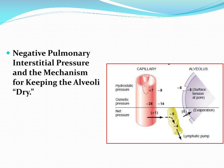 PPT - Chapter: 38 Pulmonary Circulation, Pulmonary Edema, Pleural Fluid ...