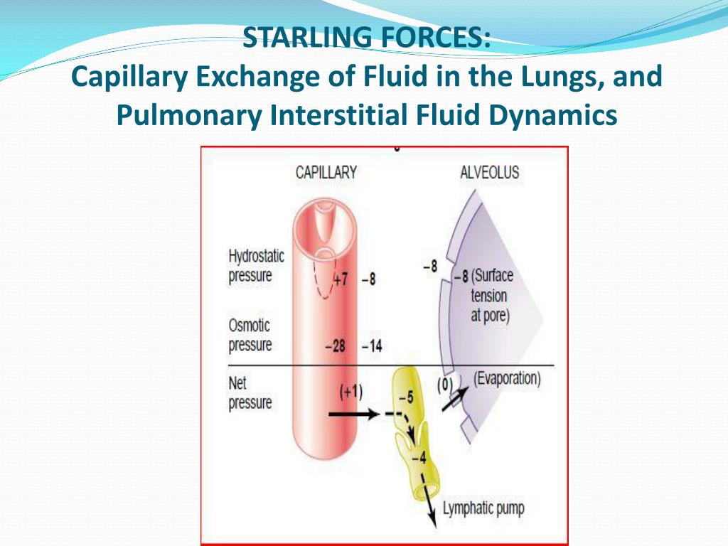 PPT - Chapter: 38 Pulmonary Circulation, Pulmonary Edema, Pleural Fluid ... PPT - Chapter: 38 Pulmonary Circulation, Pulmonary Edema, Pleural Fluid ...