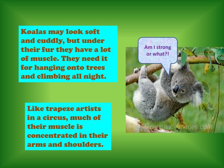 PPT - Koala Adaptations PowerPoint Presentation - ID:2165249
