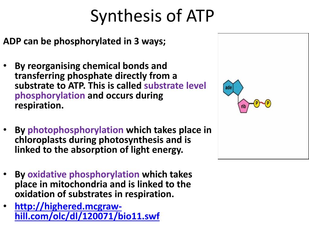 Ppt Respiration Atp And Coenzymes Powerpoint Presentation Free