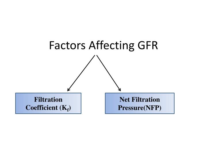 PPT - GLOMERULAR FILTERATION PowerPoint Presentation - ID:2165375