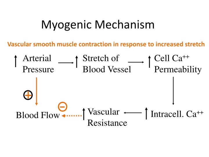 PPT - GLOMERULAR FILTERATION PowerPoint Presentation - ID:2165375