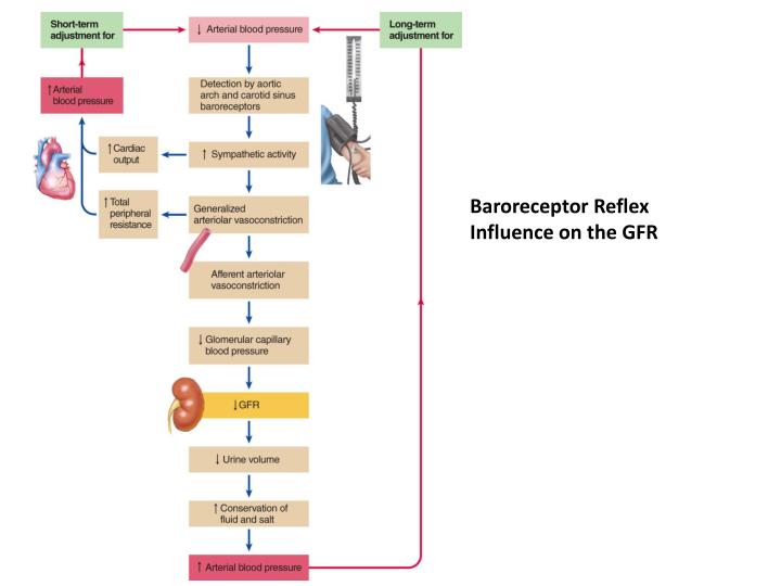 PPT - GLOMERULAR FILTERATION PowerPoint Presentation - ID:2165375