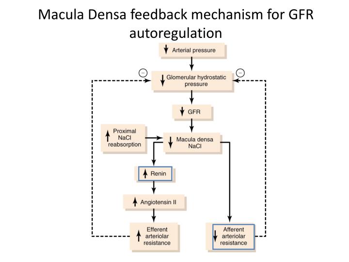 PPT - GLOMERULAR FILTERATION PowerPoint Presentation - ID:2165375