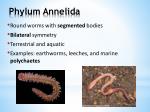 PPT - Classification & The Animal Kingdom PowerPoint Presentation - ID ...