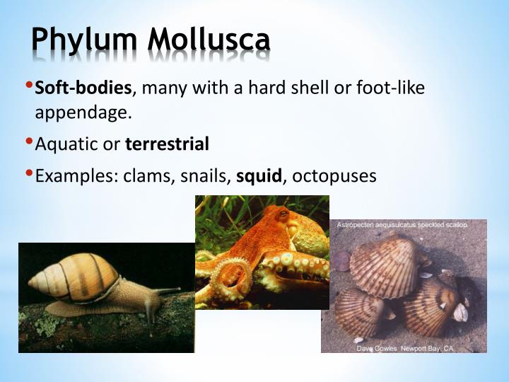 PPT - Classification & The Animal Kingdom PowerPoint Presentation - ID ...