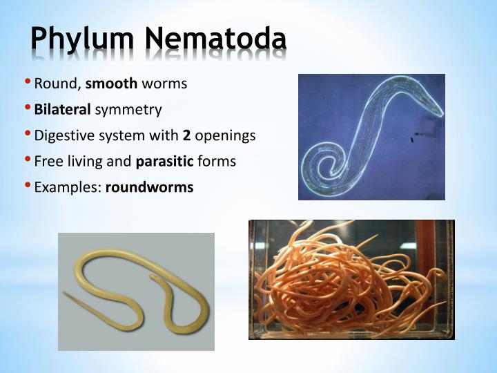 PPT - Classification & The Animal Kingdom PowerPoint Presentation - ID ...