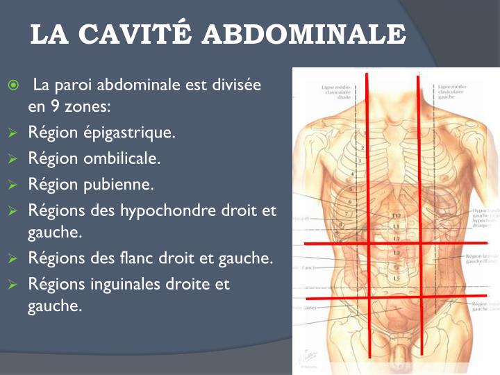 PPT - LA CAVITE ABDOMINALE ET SES PAROIS PowerPoint Presentation - ID ...