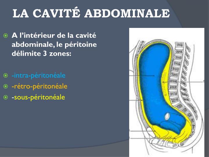 PPT - LA CAVITE ABDOMINALE ET SES PAROIS PowerPoint Presentation - ID ...