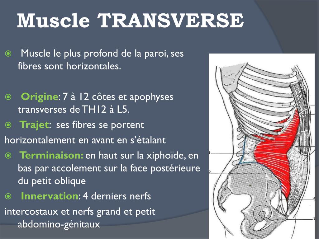 PPT - LA CAVITE ABDOMINALE ET SES PAROIS PowerPoint Presentation, free ...