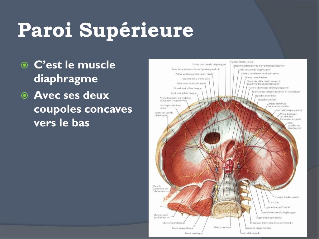 PPT - LA CAVITE ABDOMINALE ET SES PAROIS PowerPoint Presentation, free ...