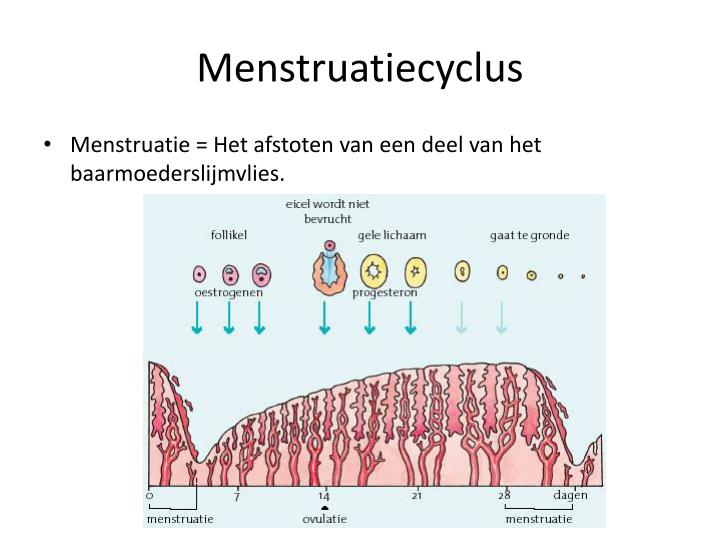 PPT - http://www.yale.edu/giraldezlab/ Zebrafish.html PowerPoint ...