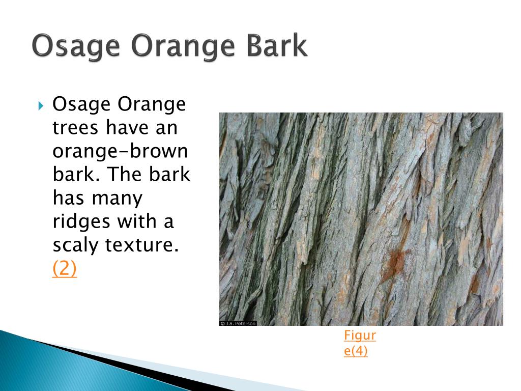 PPT - Osage Orange Maclura Pomifera ( Raf .) Schneid . By: Rachel Finke ...