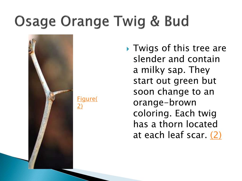PPT - Osage Orange Maclura Pomifera ( Raf .) Schneid . By: Rachel Finke ...