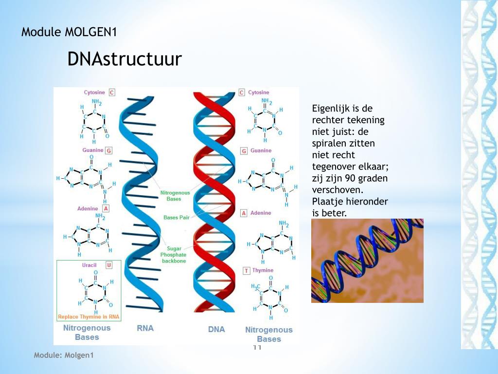 PPT - Een aardig overzicht waar het bij DNA en RNA om draait ...