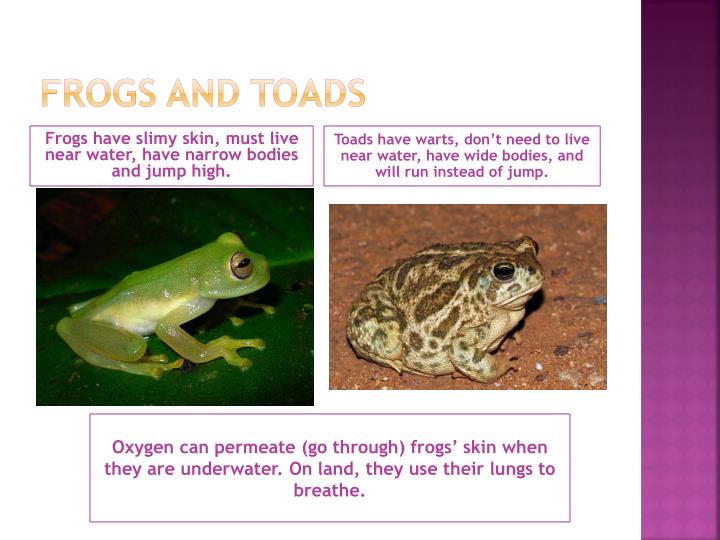 PPT - Animals and plants PowerPoint Presentation - ID:2167009