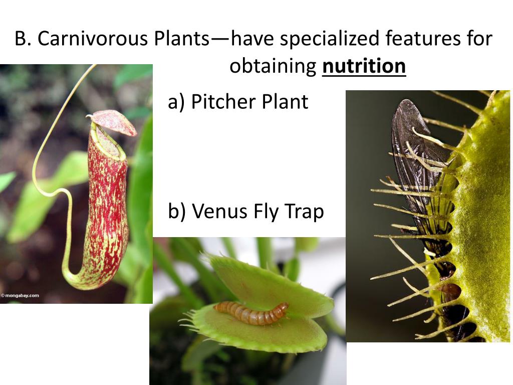 PPT - Plant Kingdom Notes 1. Characteristics of Plant Kingdom A ...