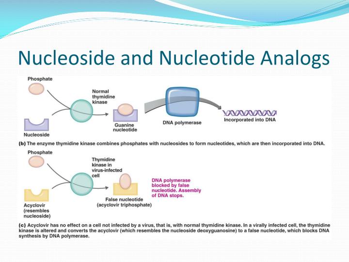 PPT - Antifungal Drugs PowerPoint Presentation - ID:2167122