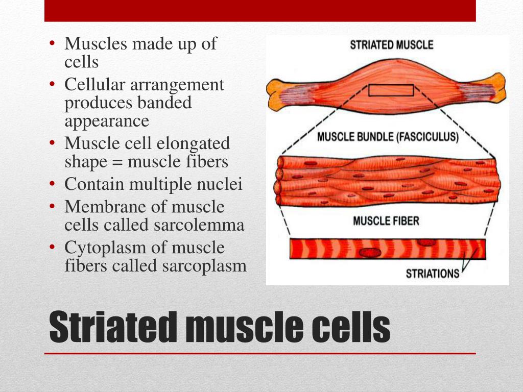PPT - Topic 11 – Human health & physiology PowerPoint Presentation - ID ...